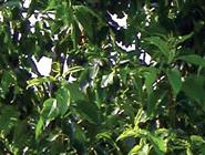 Tree Program | Nebraska's Natural Resources Districts